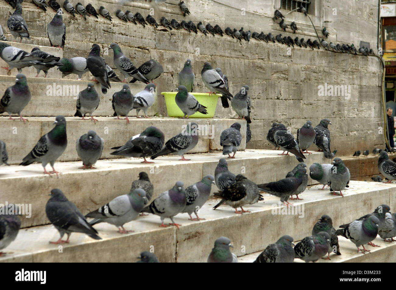 (dpa) - The picture shows pigeons on the staircase in front of Yeni ...