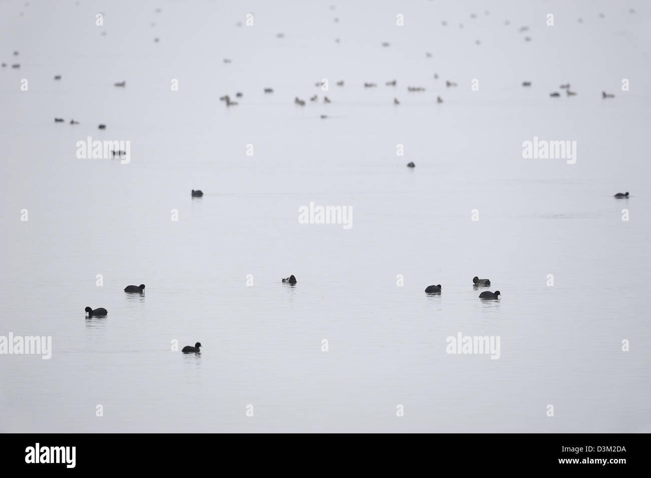Different waterfowl hi-res stock photography and images - Alamy