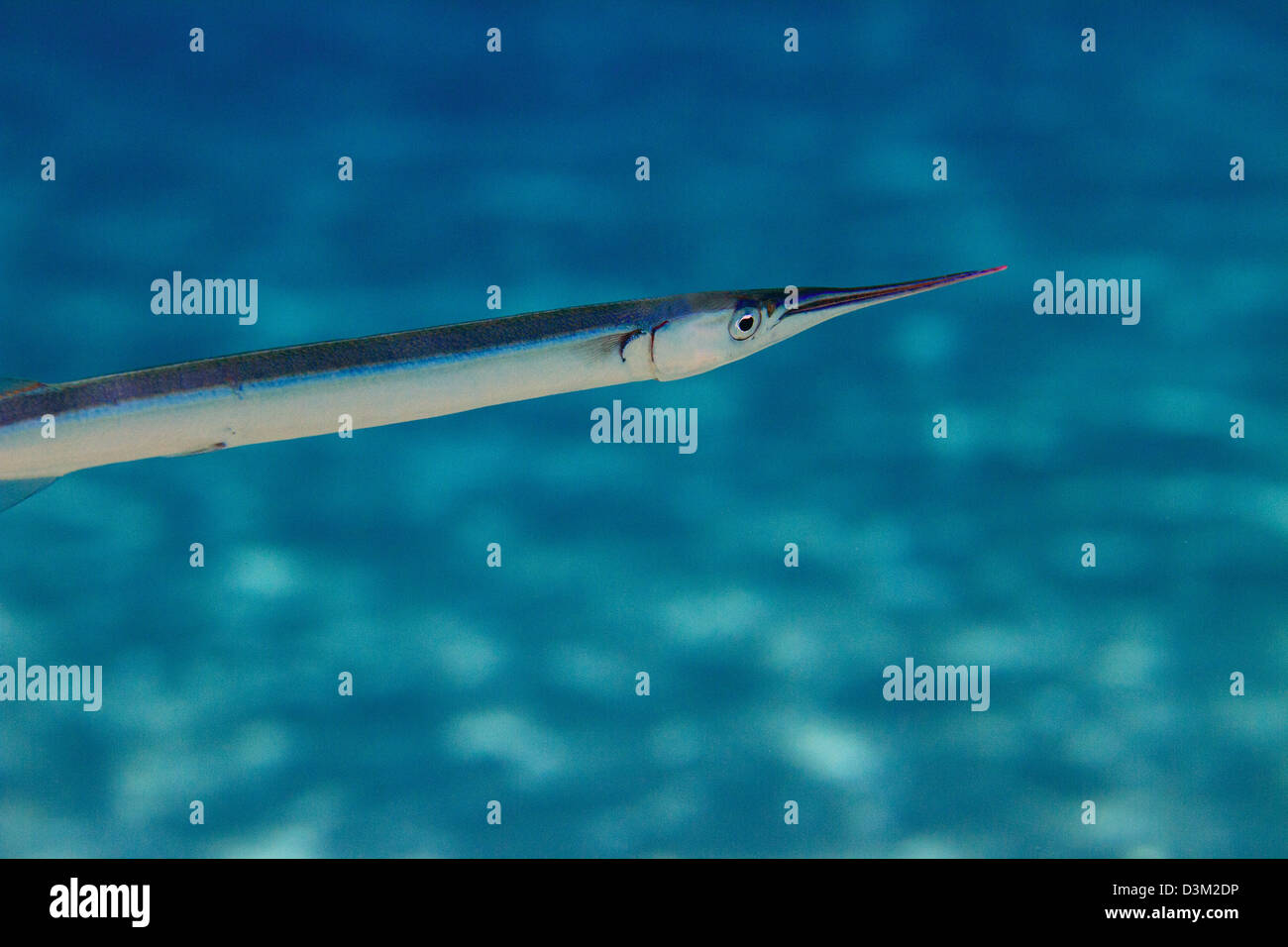 Needlefish hi-res stock photography and images - Alamy
