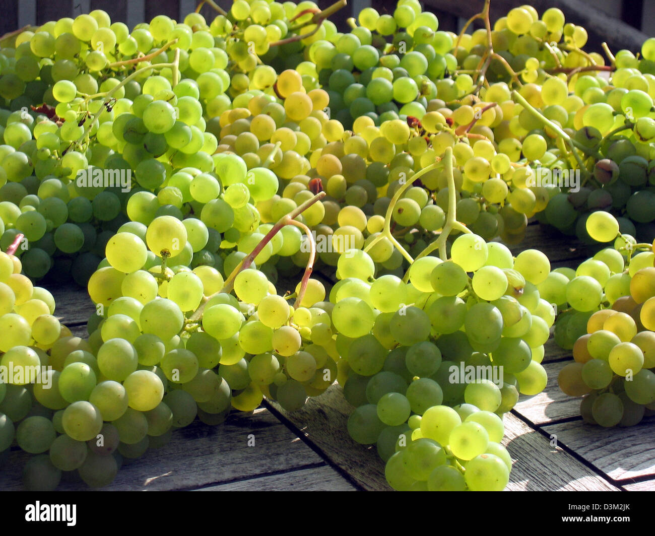 (dpa) - Light coloured grapes pictured in Munich, Germany, 21 October ...