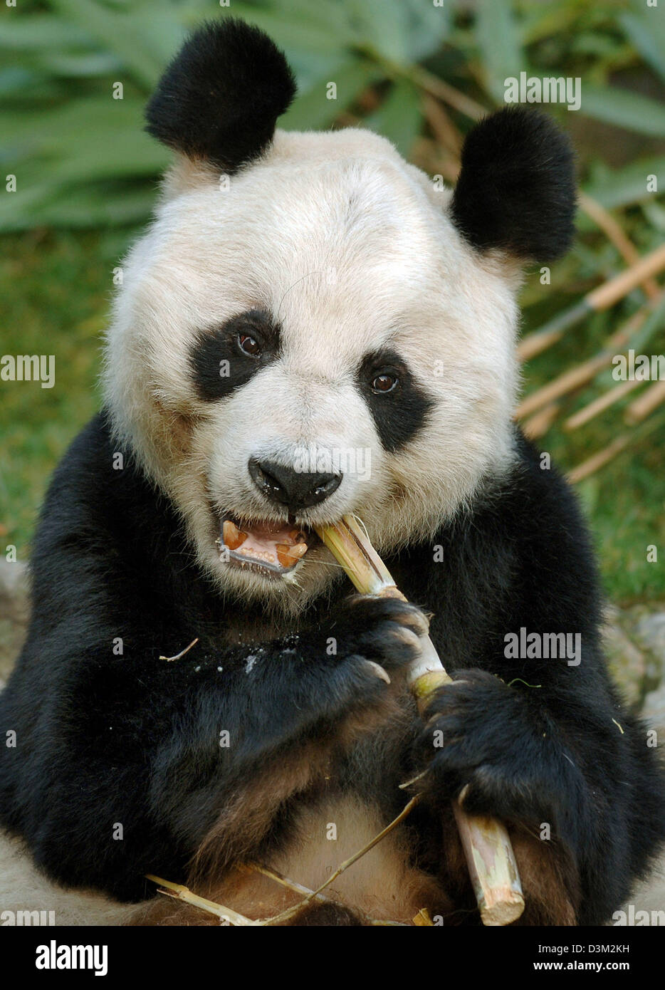 Panda offspring hi-res stock photography and images - Alamy