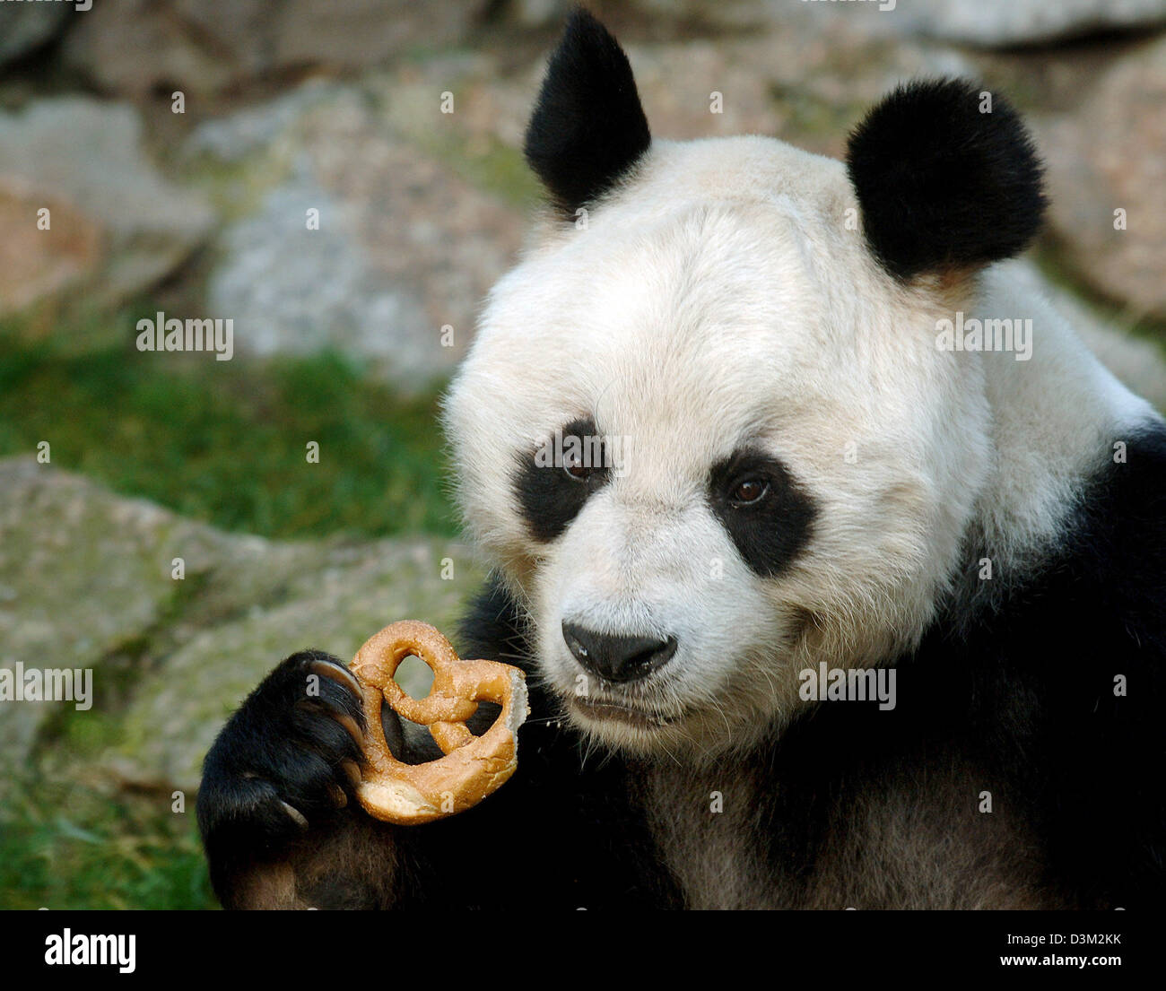 (dpa) - Panda Bao Bao eats a brezel for breakfast in Berlin zoo ...