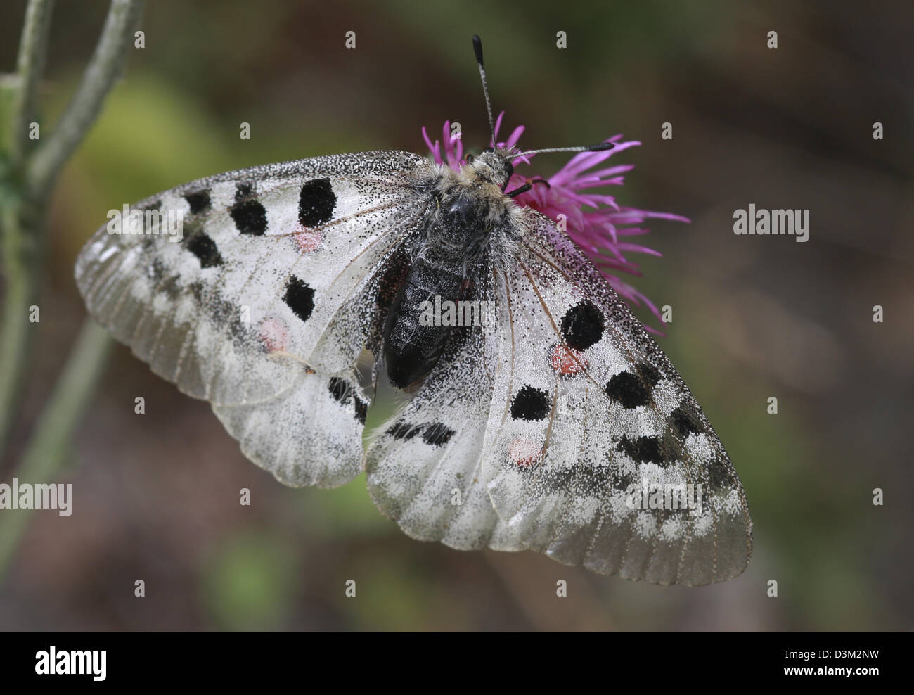 Apollo or Mountain Apollo (Parnassius apollo), is a butterfly of the ...