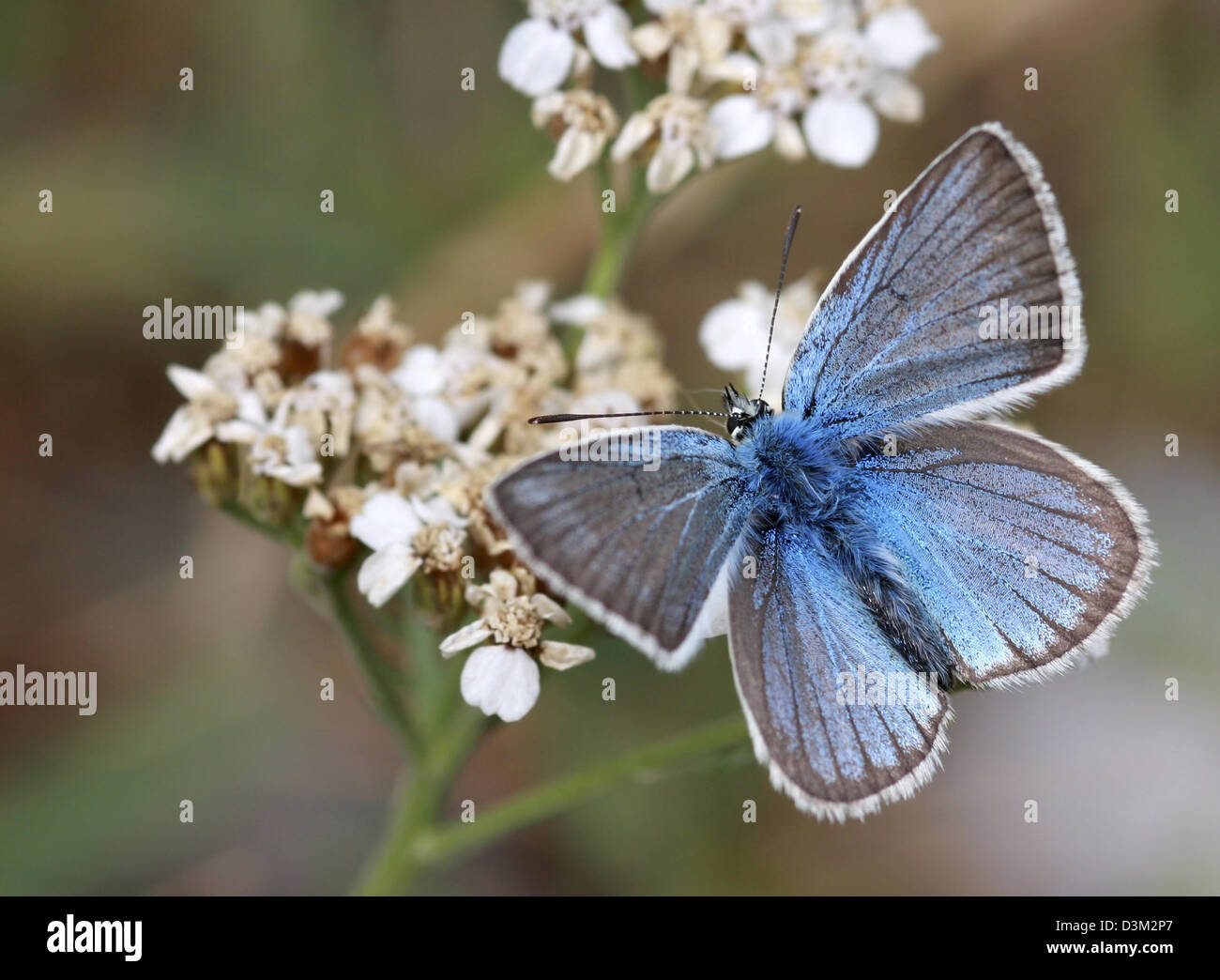 Baton Blue Butterfly High Resolution Stock Photography and Images - Alamy