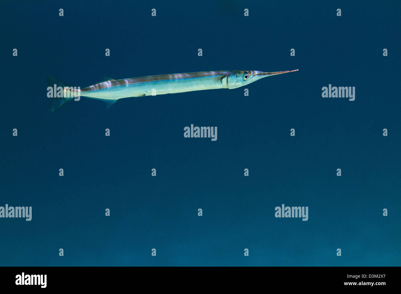 Needlefish hi-res stock photography and images - Alamy