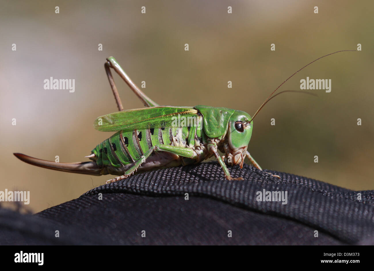 Cricket insect hi-res stock photography and images - Alamy