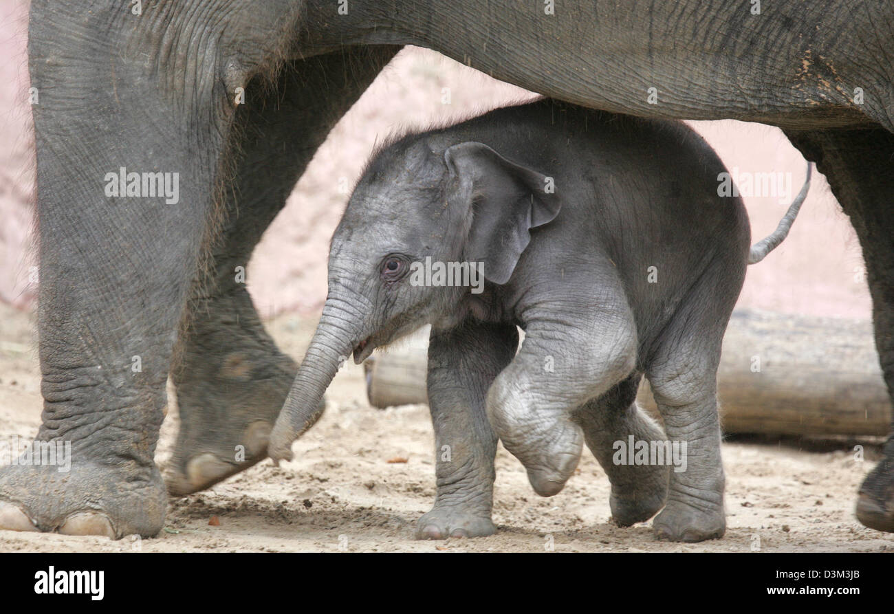 The elephants gestation period is 22 months hi-res stock photography ...