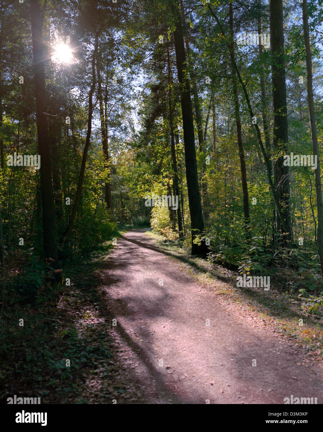 Path in the woods, Medium format film scan Stock Photo - Alamy