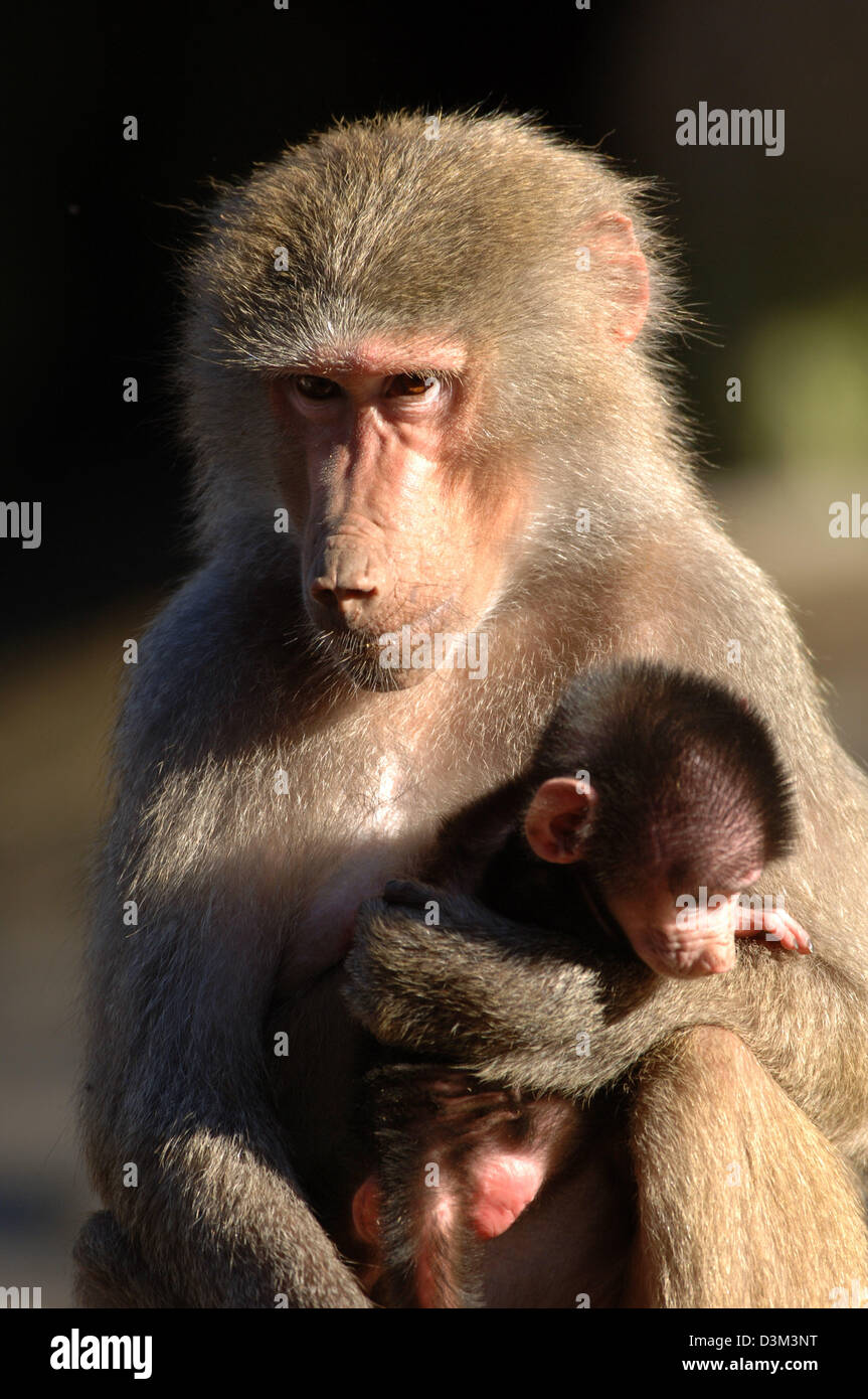 (dpa) - The picture shows a female sacred baboon with its baby at ...