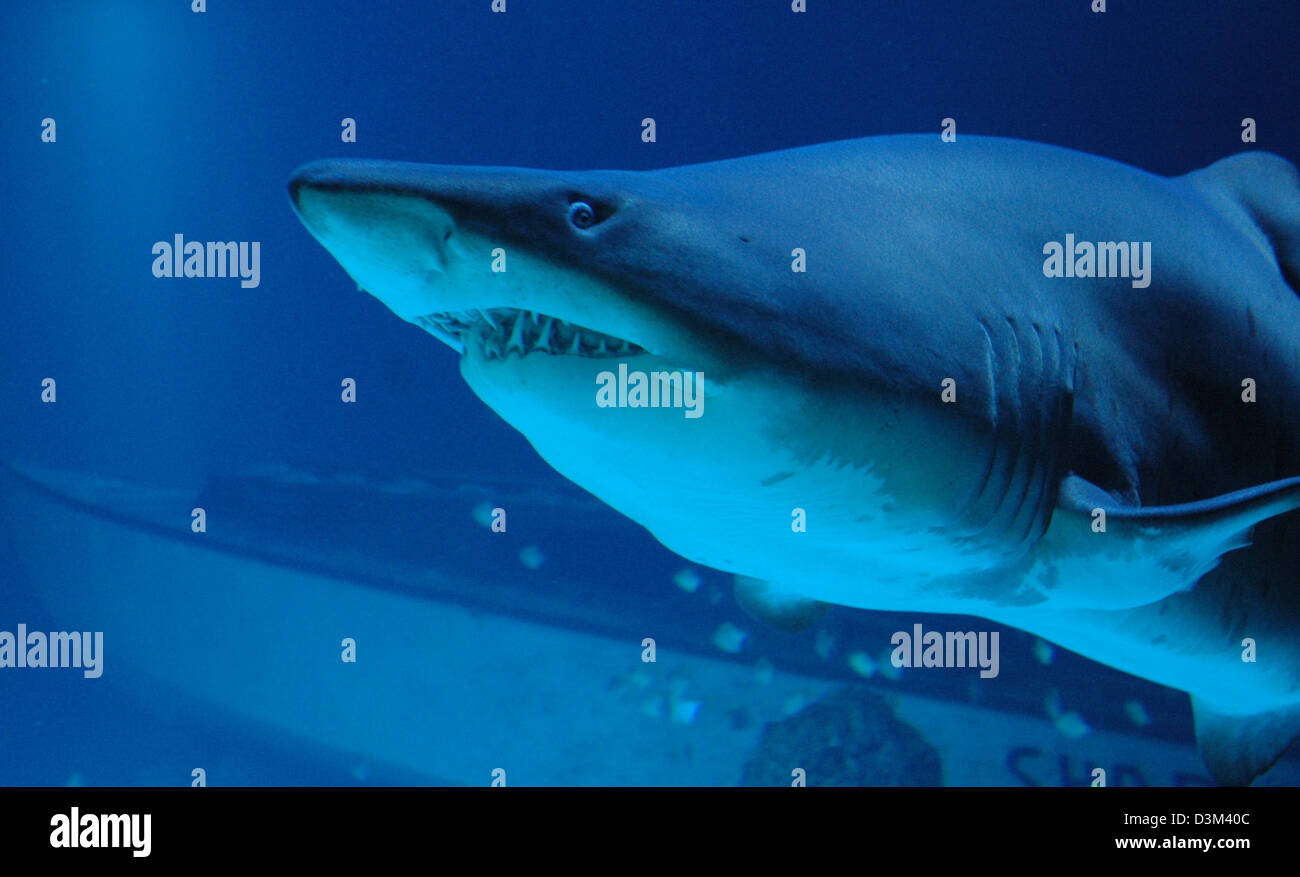 (dpa) - A sand tiger shark (lat. Carcharias taurus) swims in the ...