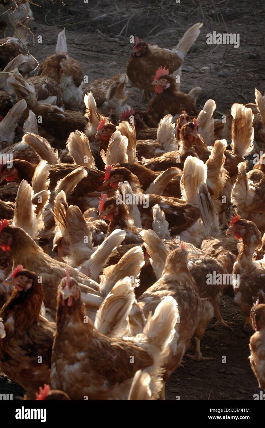 Human interest hum animals hen chicken germany hi-res stock photography ...