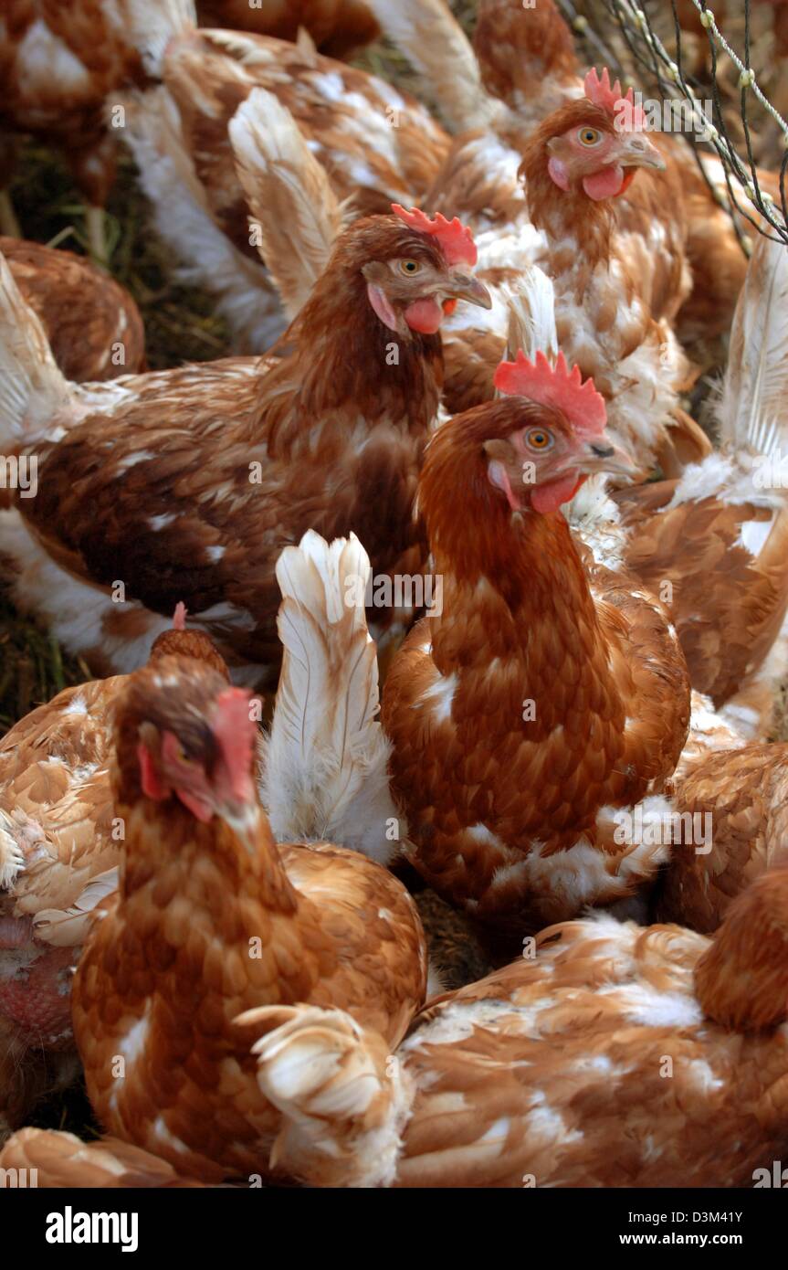 (dpa) - The picture shows free range brown chicken on a farm at the ...