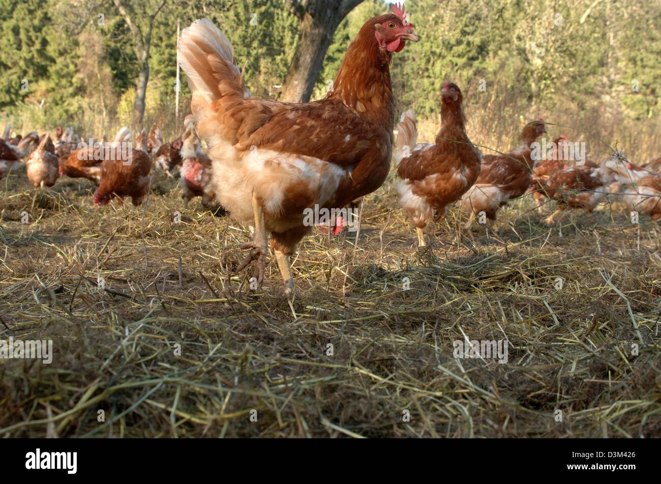 Human interest hum animals hen chicken farm germany hi-res stock ...