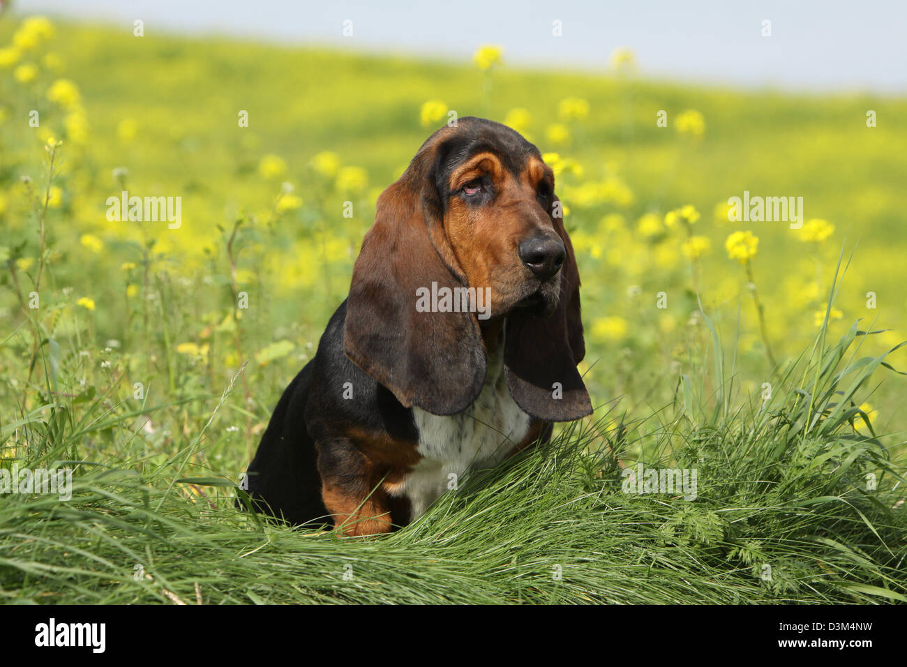 Dog Basset Hound adult sitting in a meadow Stock Photo - Alamy