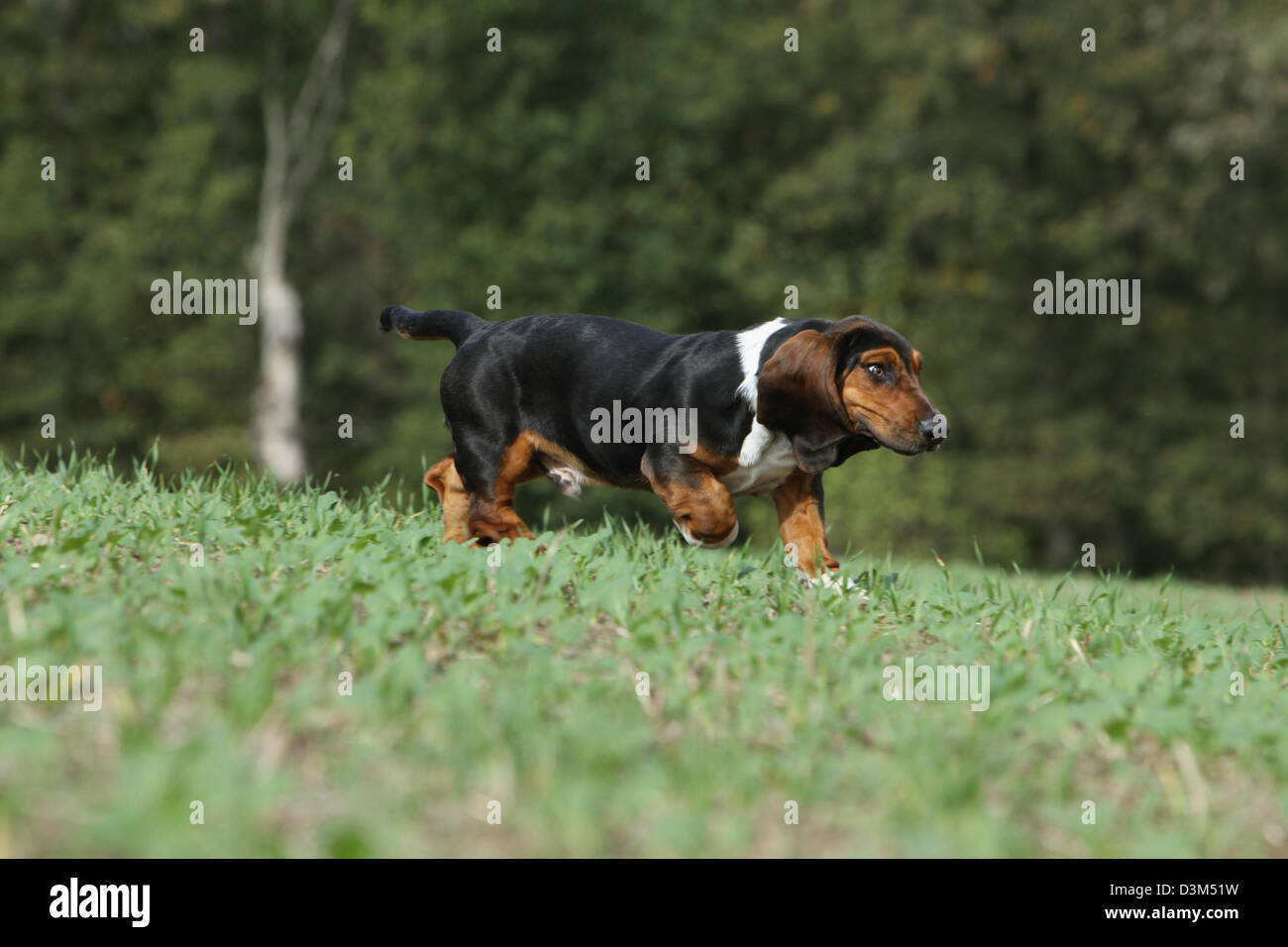 Dog Basset Hound adult running in a meadow Stock Photo - Alamy