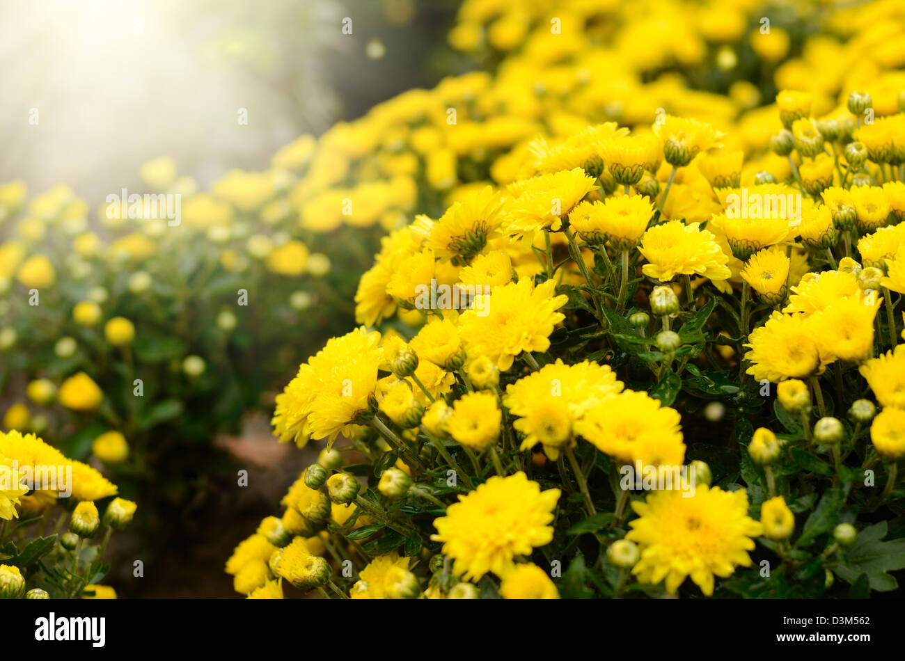 Yellow chrysanthemum flowers background against sunlight Stock Photo ...