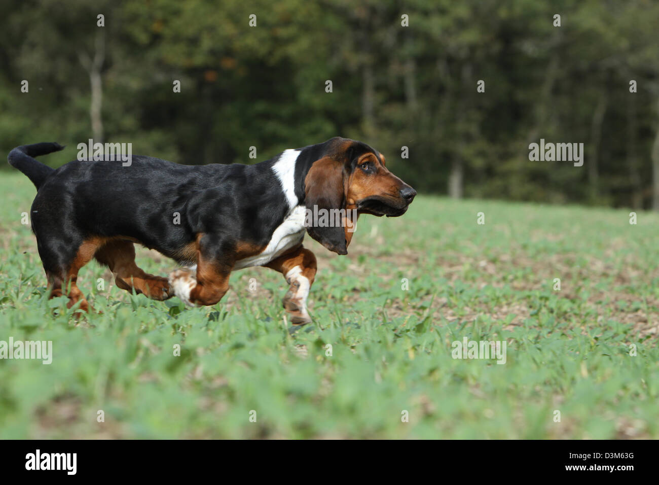 Dog Basset Hound adult running in a meadow Stock Photo - Alamy