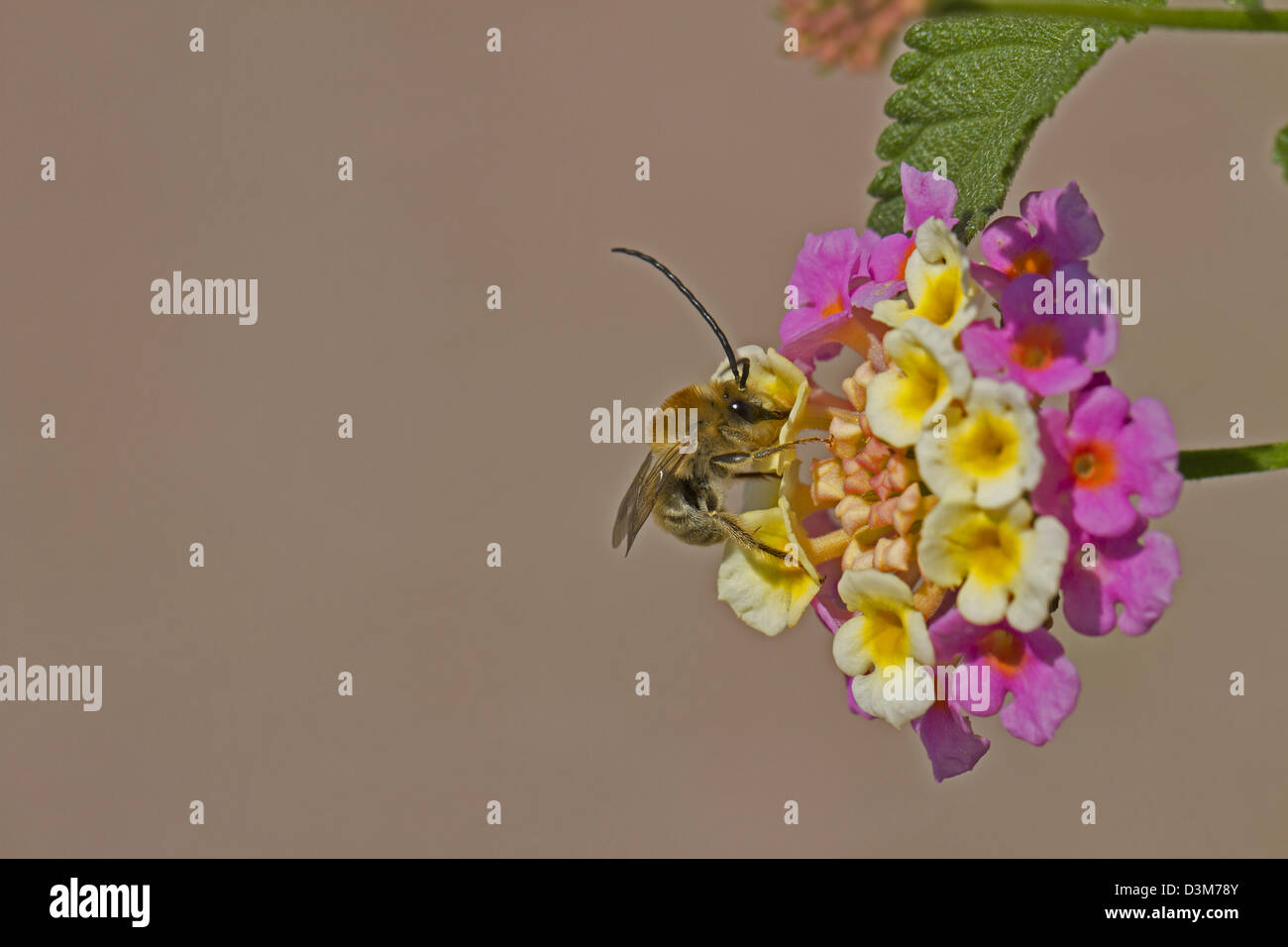 Bee Drinking Nectar High Resolution Stock Photography and Images - Alamy