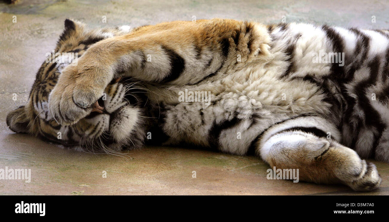 Human interest hum relief organisations animals tiger gesture paw ...