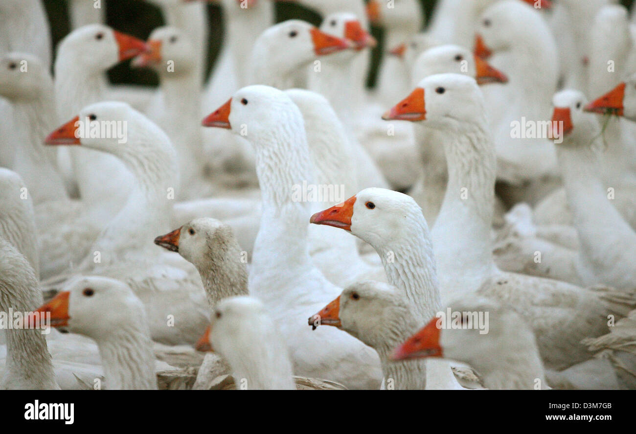 (dpa) - About 160 geese leave their stall at Wulksfelde farm near ...