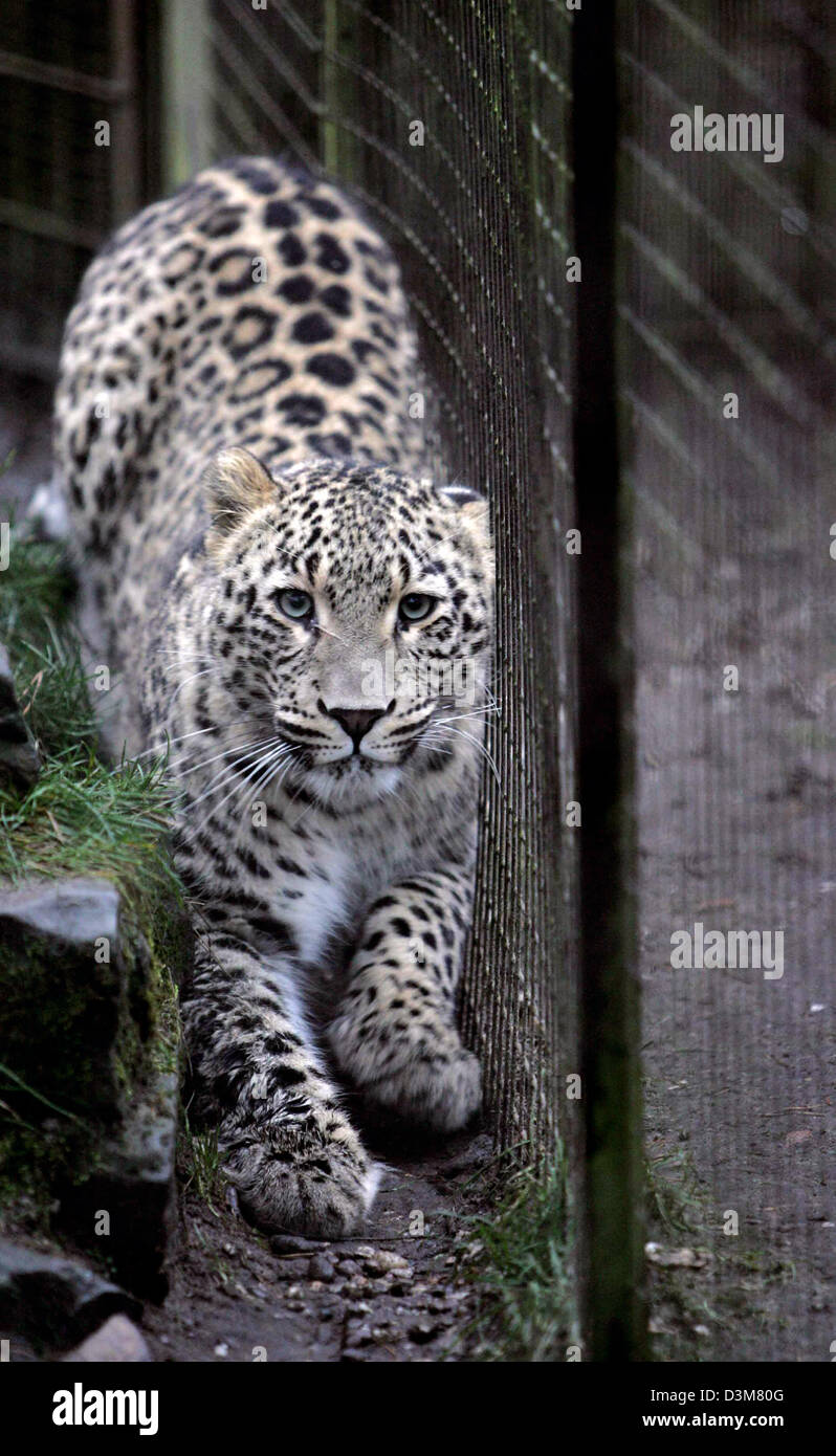 (dpa) - Mahin, a one and a half year old north Persian Leopard, leans ...