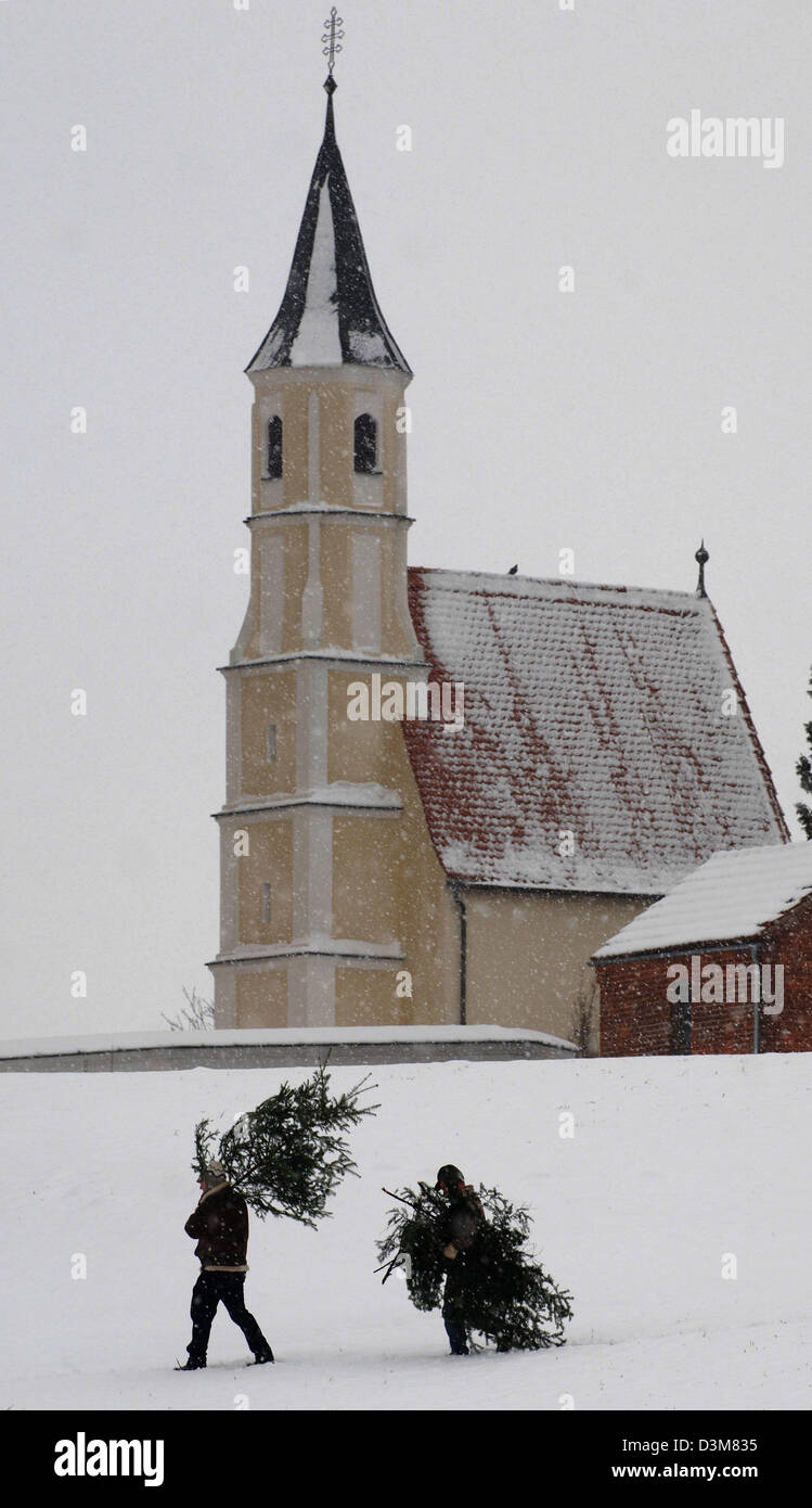(dpa) - Two men carry freshly lumbered Christmas trees through the snow ...