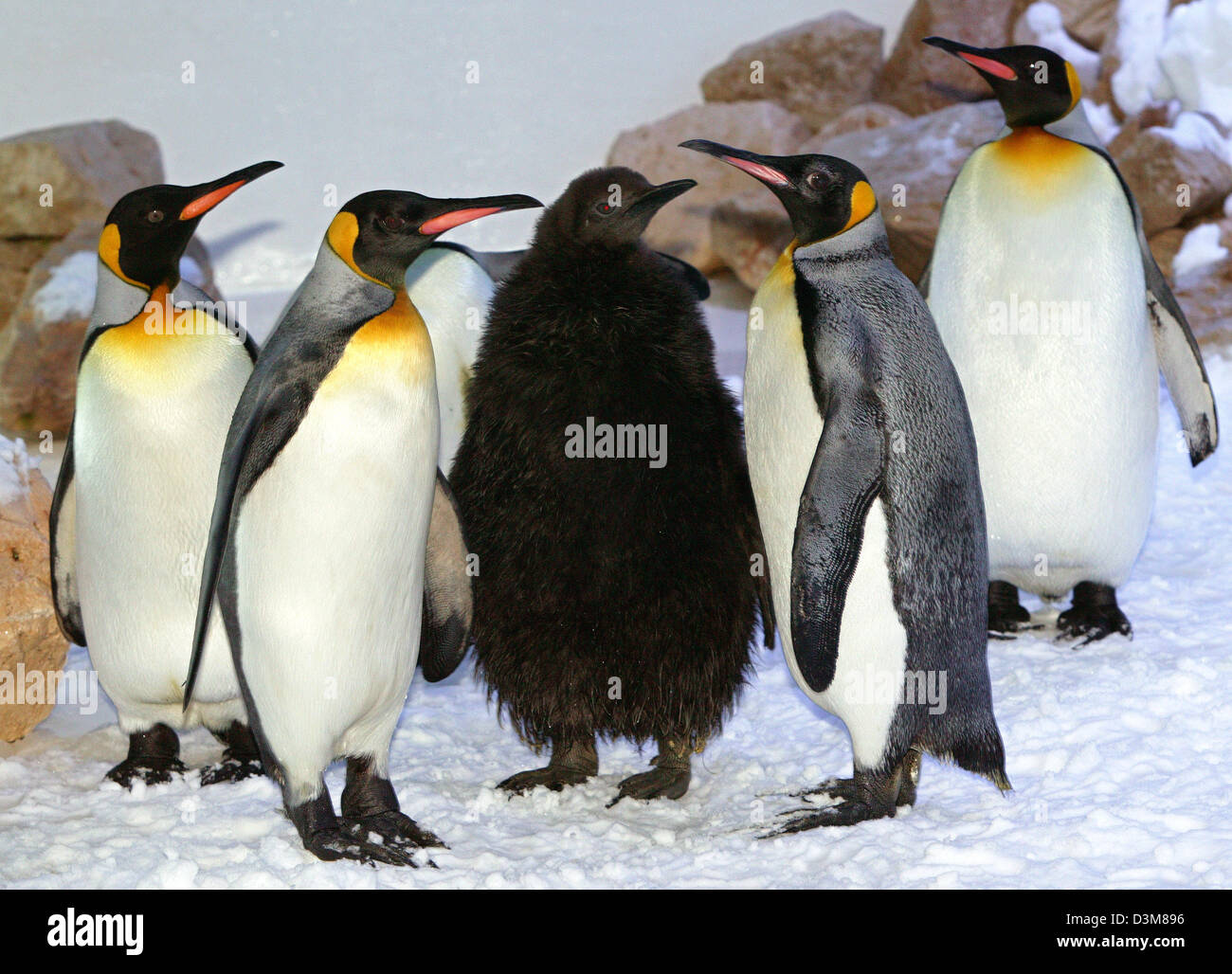Down covered penguin hi-res stock photography and images - Alamy