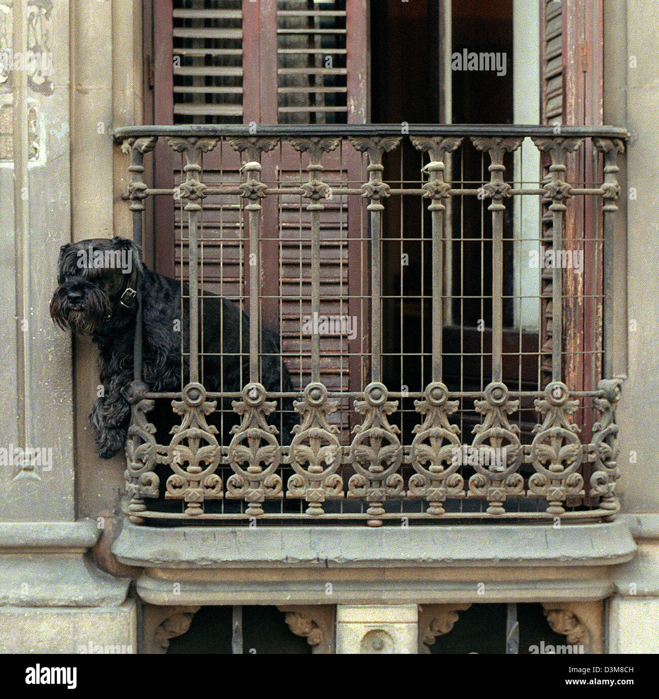 (dpa file) - A black dog guards his owner's ground floor flat on a ...