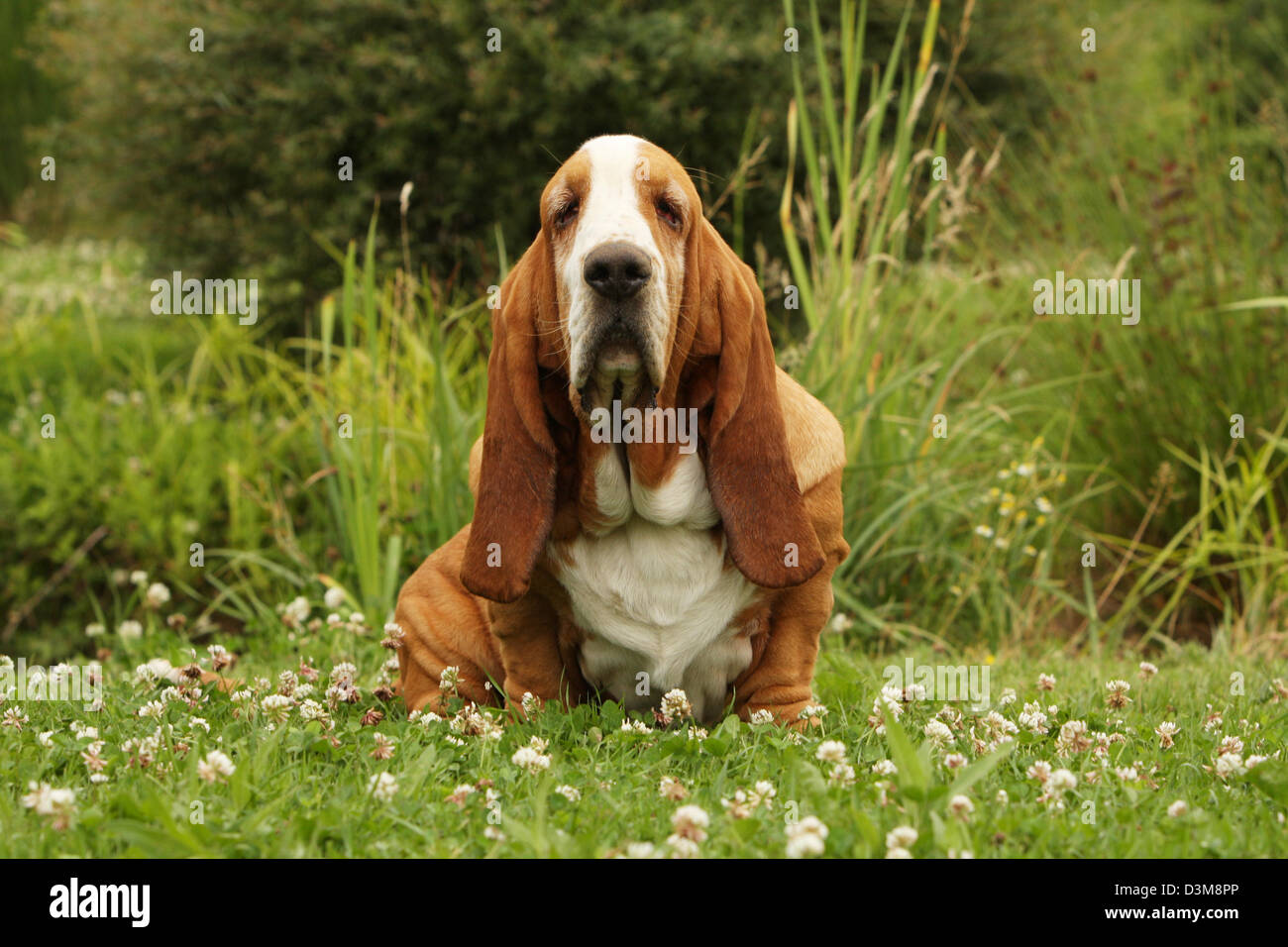 Sitting basset hound hi-res stock photography and images - Alamy
