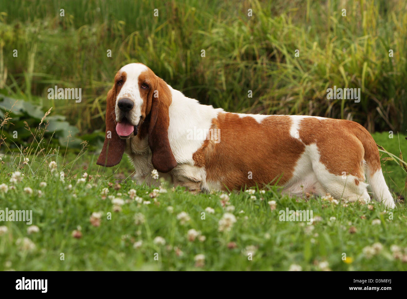 Dog Basset Hound adult standing in a meadow Stock Photo - Alamy