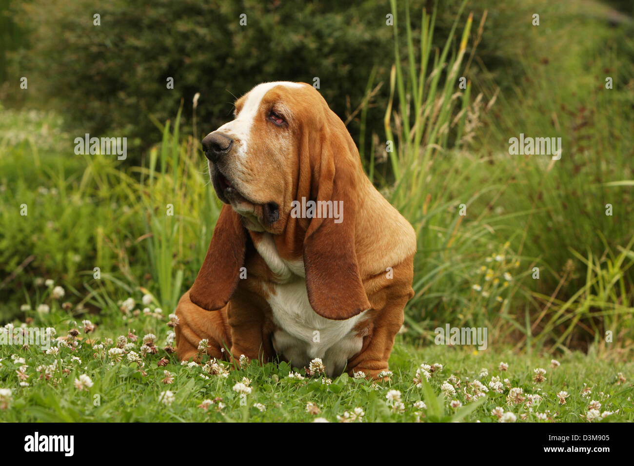 Dog Basset Hound adult sitting in a meadow Stock Photo - Alamy