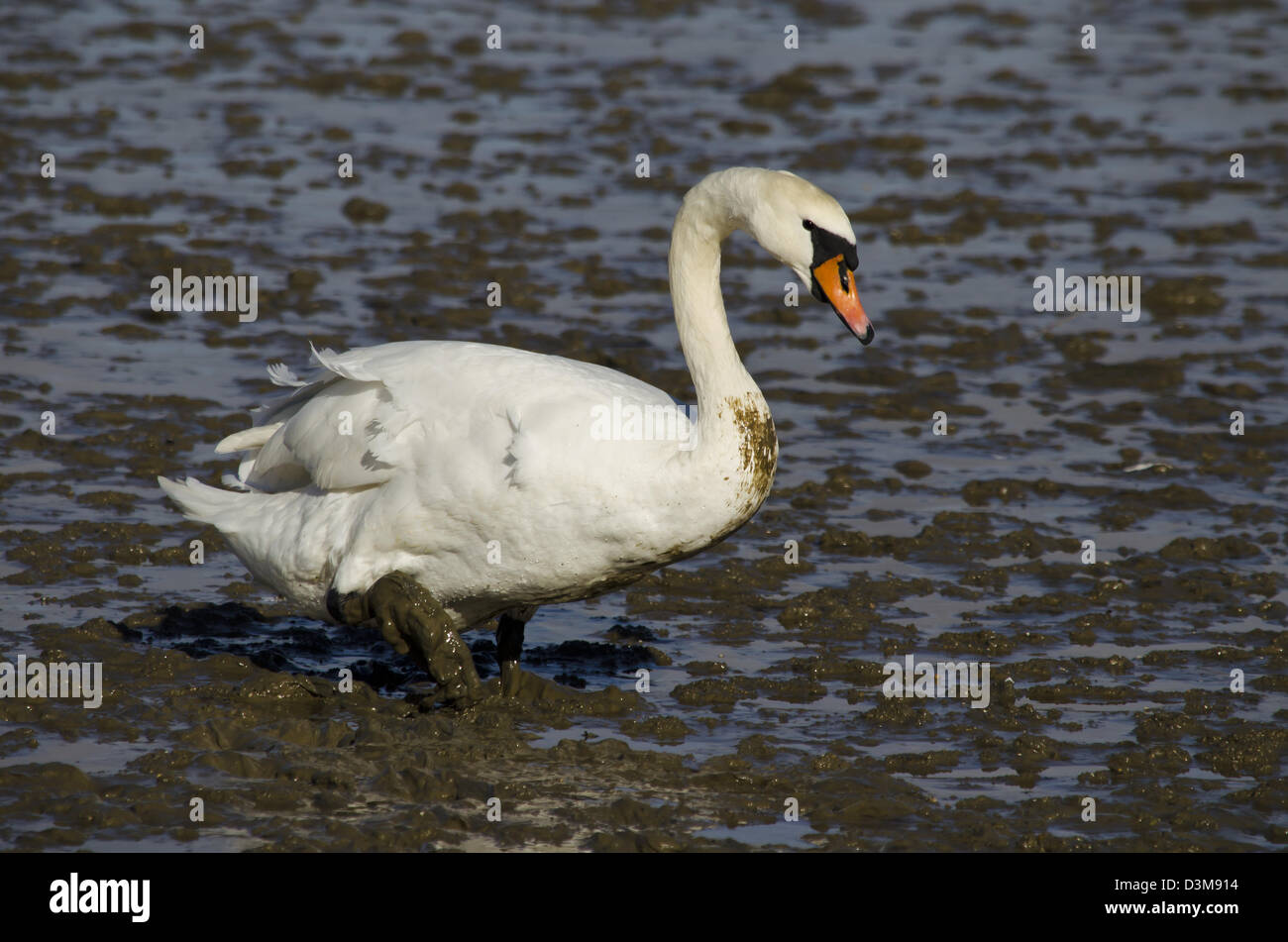 Walking swan hi-res stock photography and images - Alamy