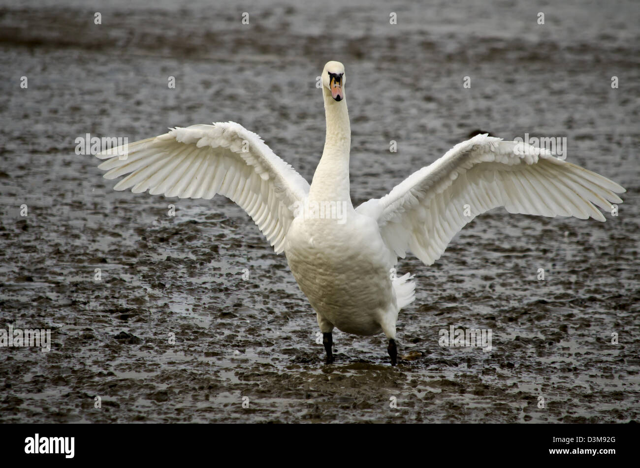 Swan Wings Spread