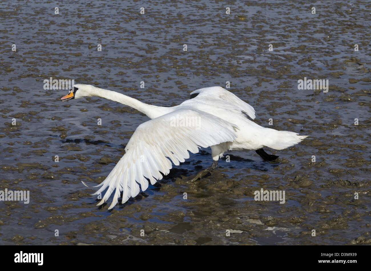 Swan take off hi-res stock photography and images - Alamy