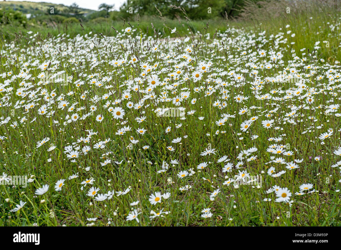 Grassland daisy hi-res stock photography and images - Alamy