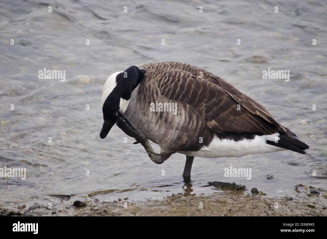 Canadian goose scratching Stock Photo - Alamy