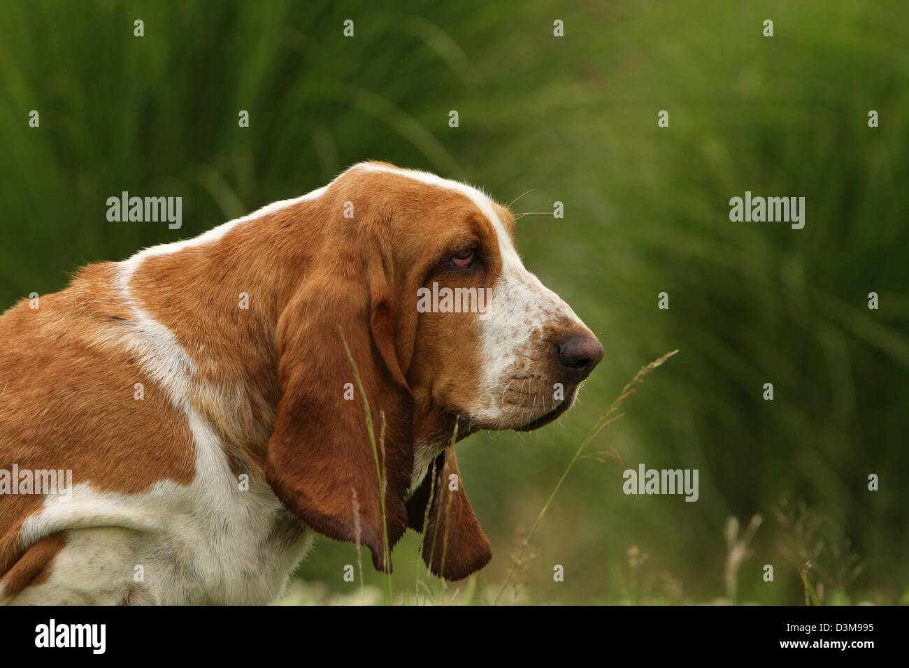 Dog Basset Hound adult portrait profile Stock Photo - Alamy