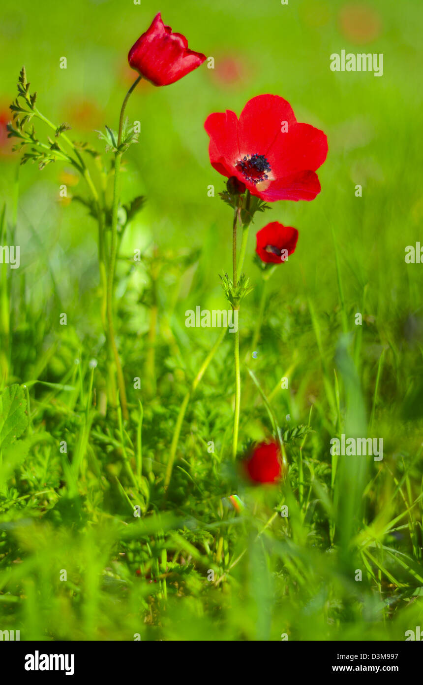 Anemone coronaria AKA Spanish marigold or Kalanit (in Hebrew ...
