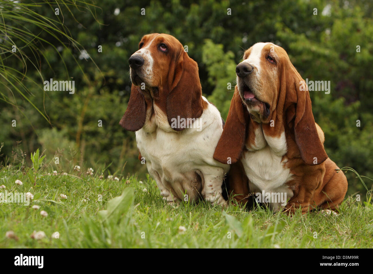 Two basset hounds hi-res stock photography and images - Alamy