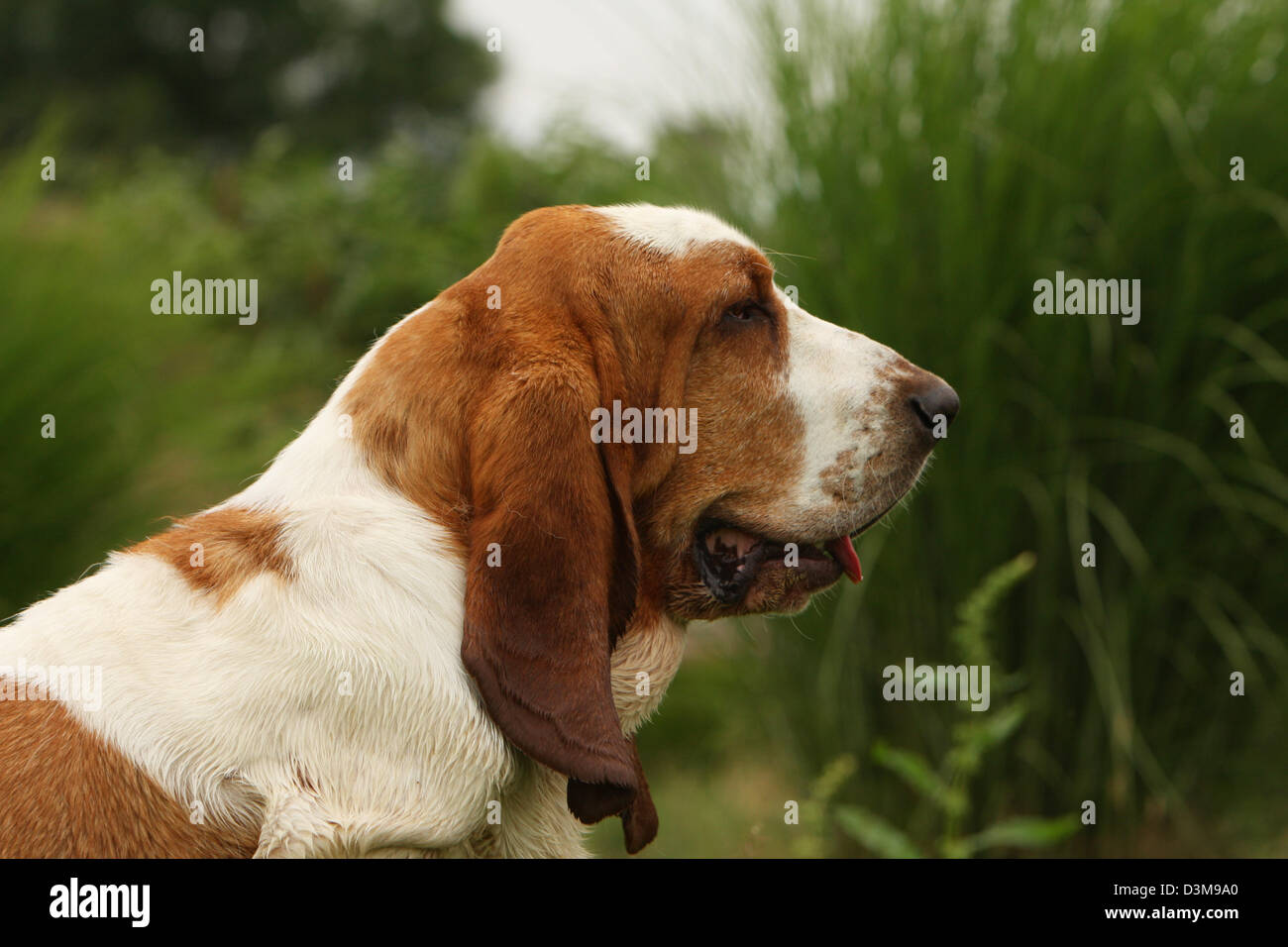Bassets hi-res stock photography and images - Alamy