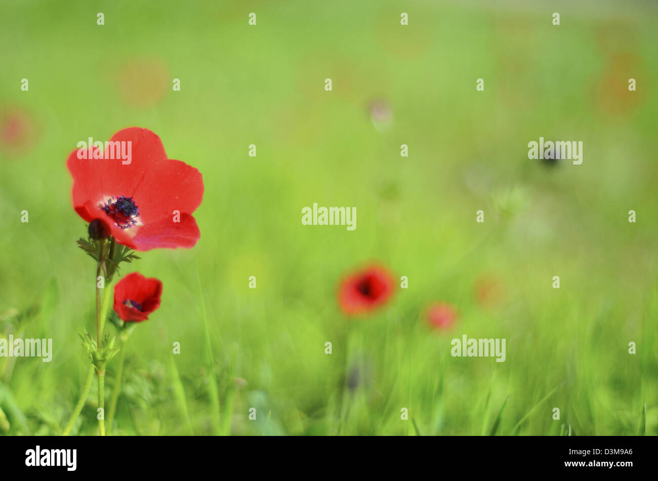 Anemone coronaria AKA Spanish marigold or Kalanit (in Hebrew ...
