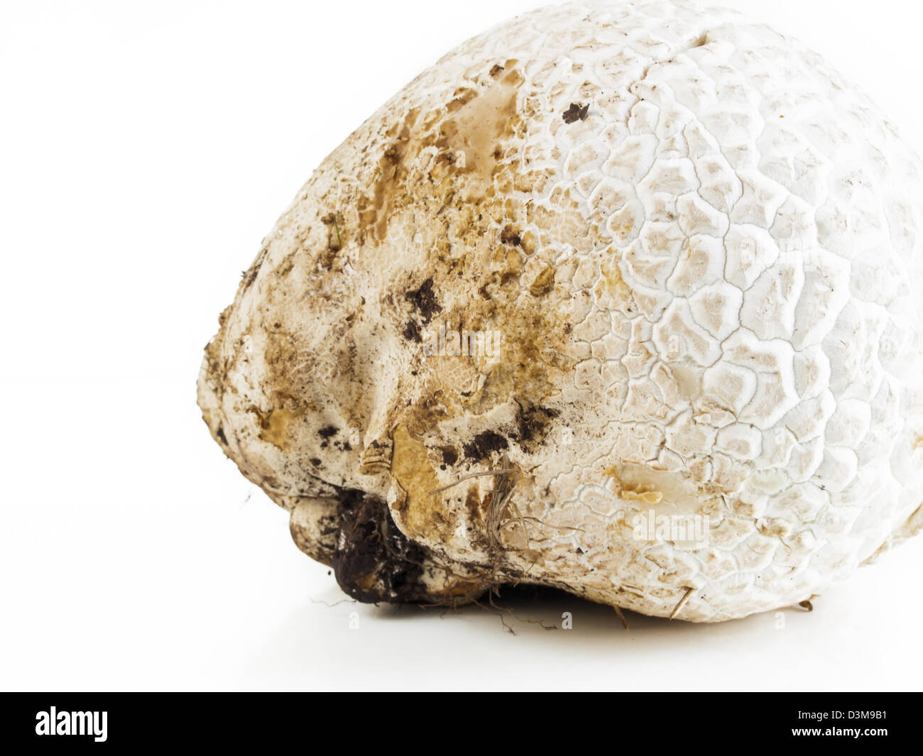 The western giant puffball grows on composted soil such as in meadows ...