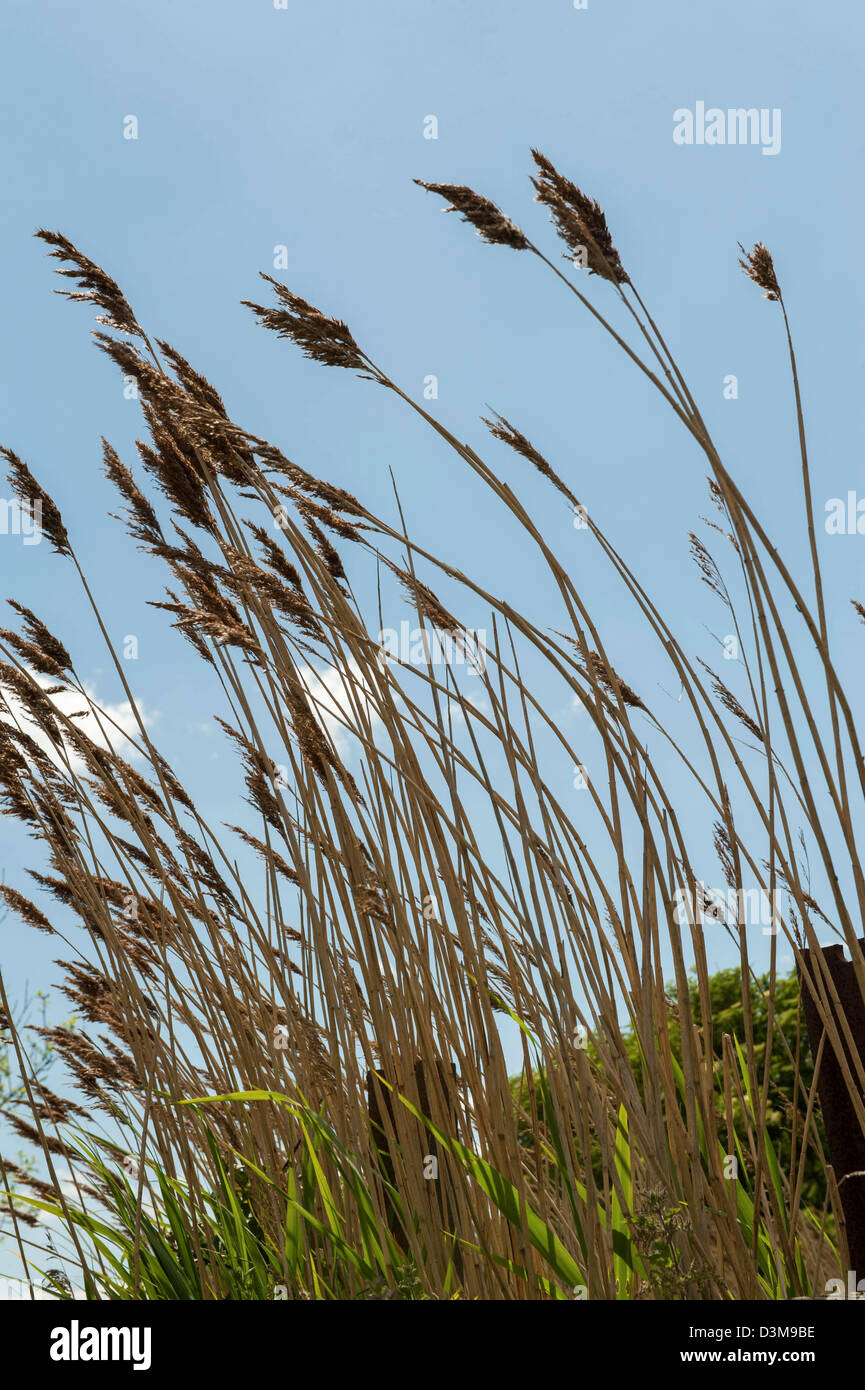 Grass In Wind Stock Photo - Alamy