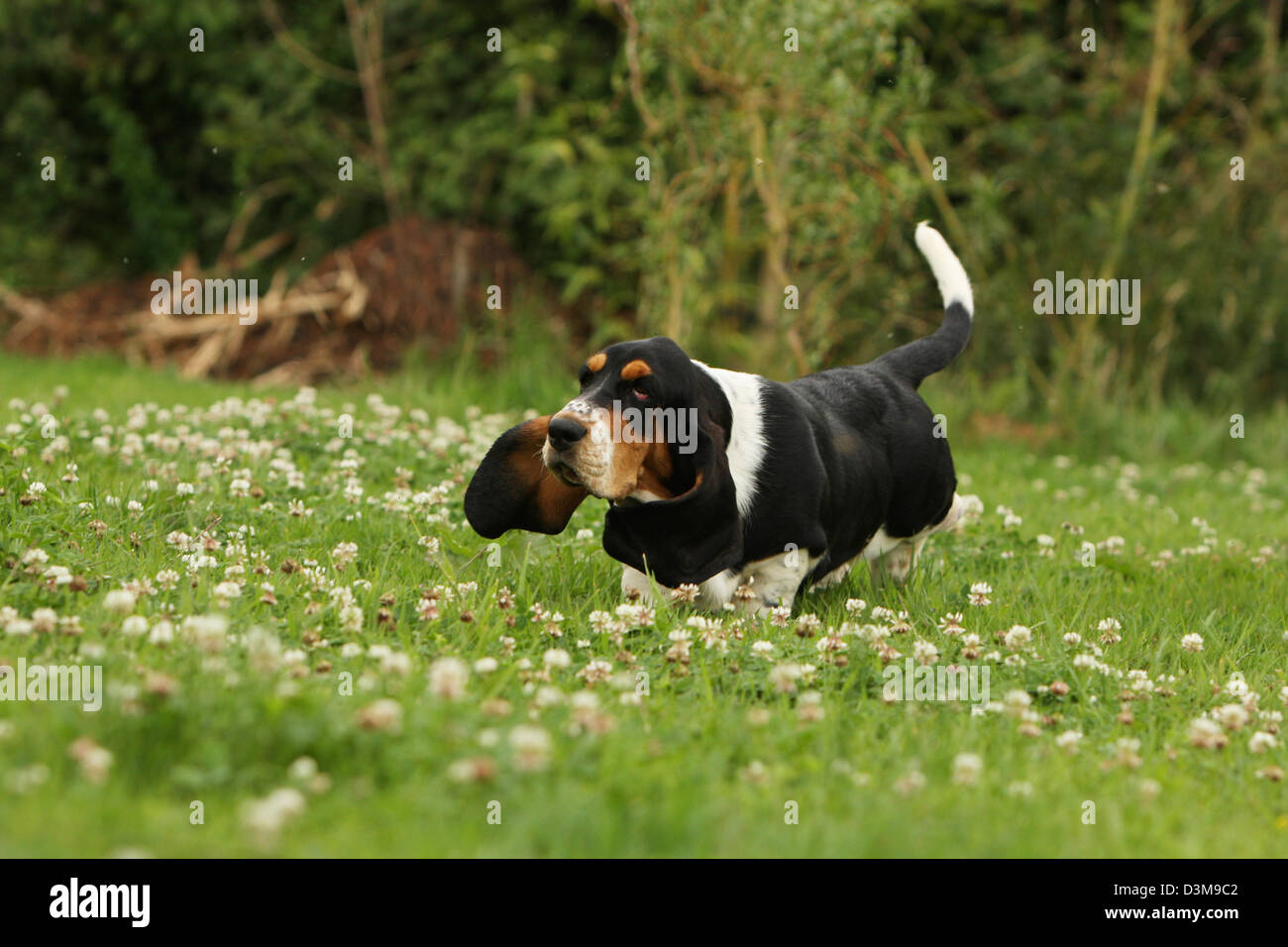 Dog Basset Hound adult running in a garden Stock Photo - Alamy