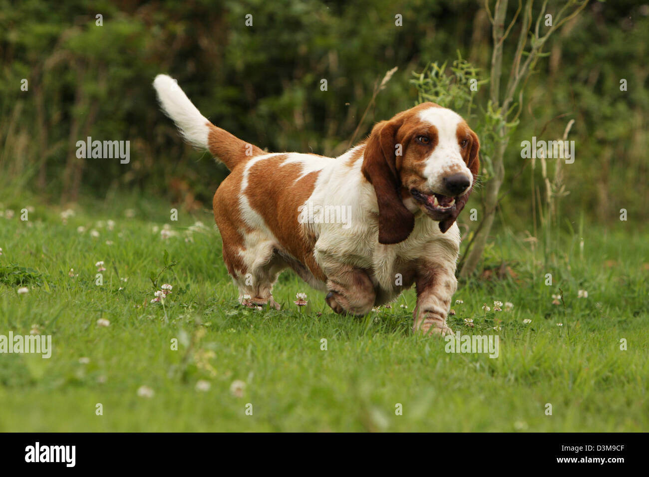 Dog Basset Hound adult running in a meadow Stock Photo - Alamy