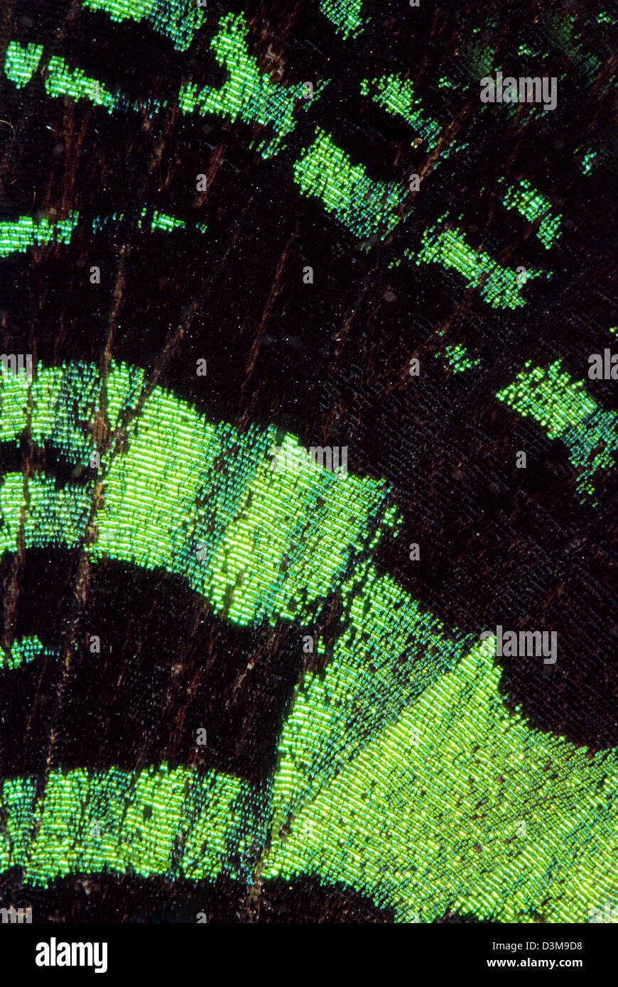 Super macro photo of beautiful butterfly wing Stock Photo - Alamy