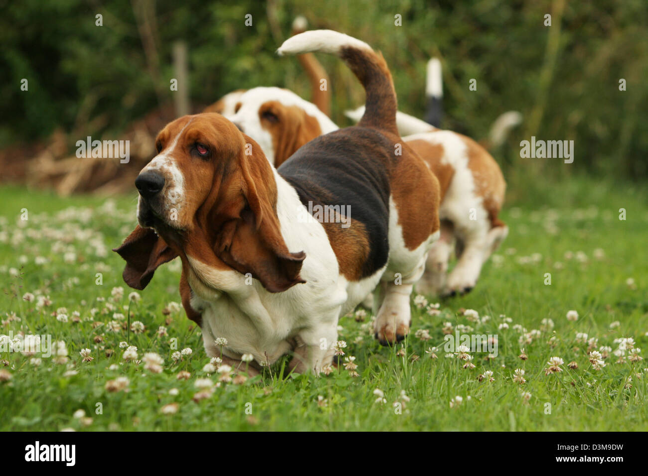 Scent hound hi-res stock photography and images - Alamy