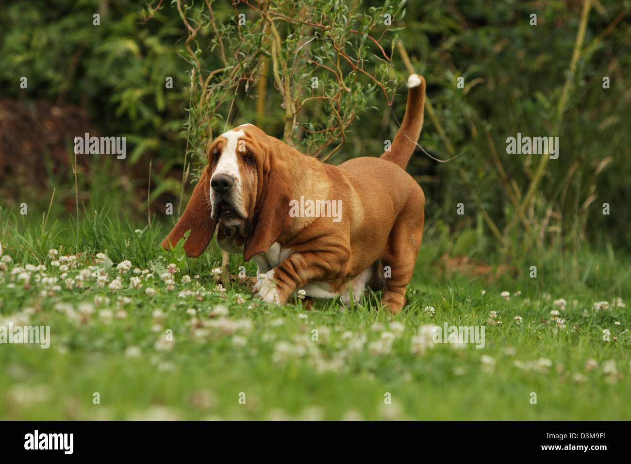 Dog Basset Hound adult running in a meadow Stock Photo - Alamy