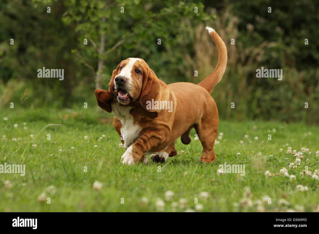 Dog Basset Hound adult running in a meadow Stock Photo - Alamy