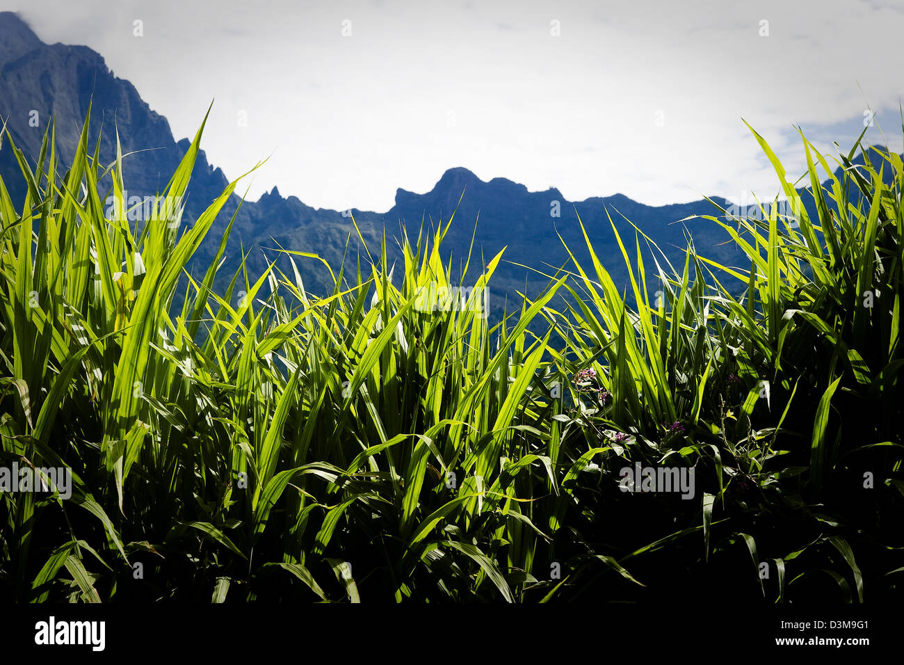 Reunion island green mountains hi-res stock photography and images - Alamy